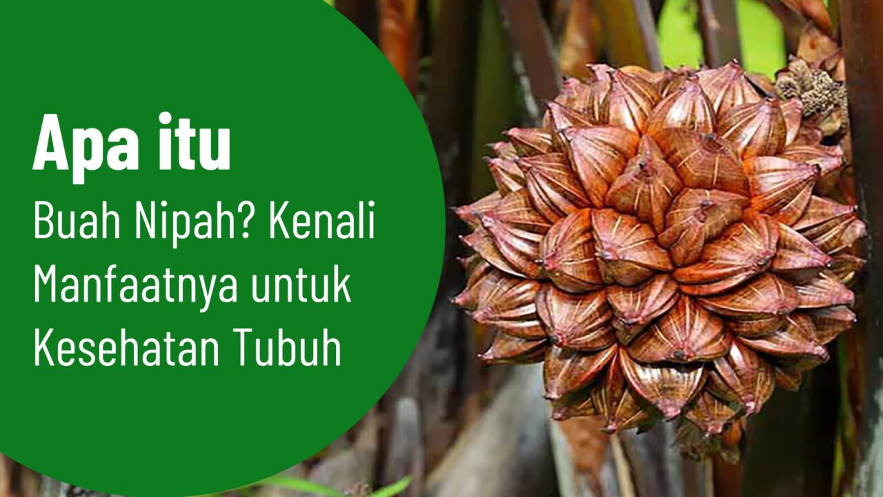 Apa itu Buah Nipah? Kenali Manfaatnya untuk Kesehatan Tubuh
